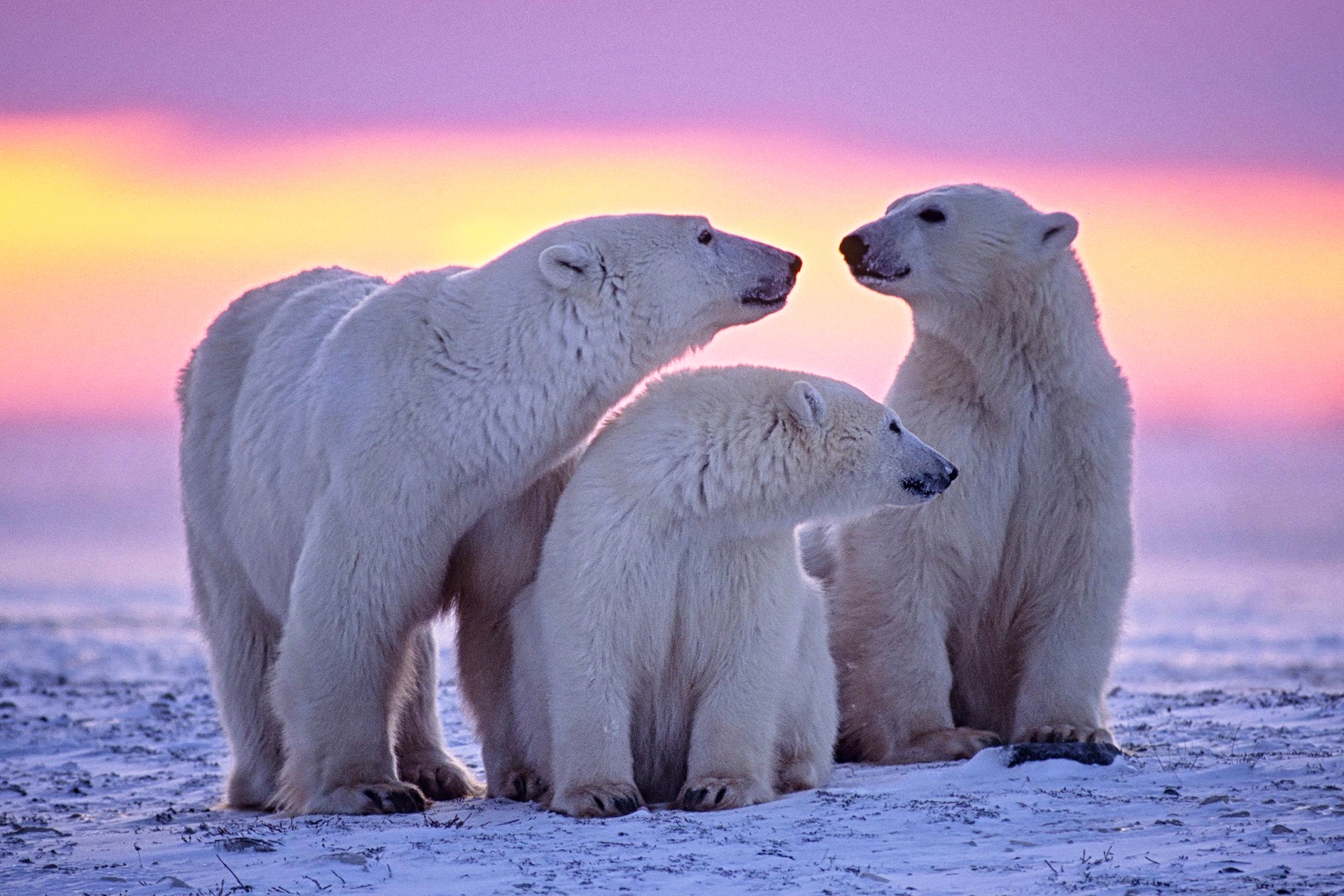 Arktida, Špicberky, Grónsko - Johoho