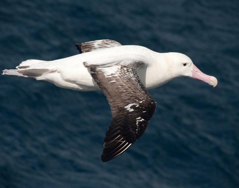 Falklandské ostrovy - Polární plavby